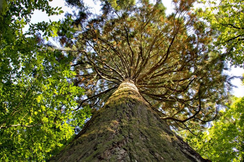 Mammutbaum | Schwaebische Alb